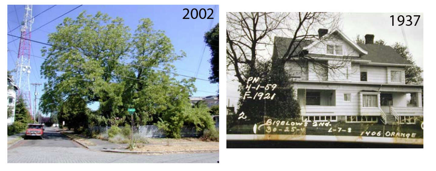 Seattle’s most breathtaking heirloom trees