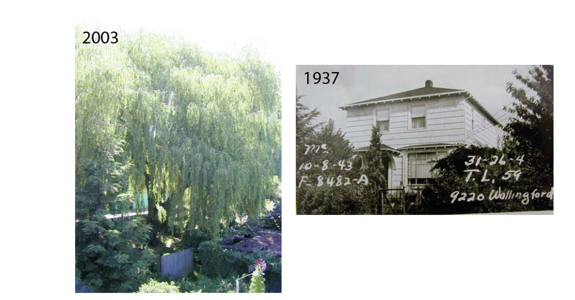 Seattle’s most breathtaking heirloom trees