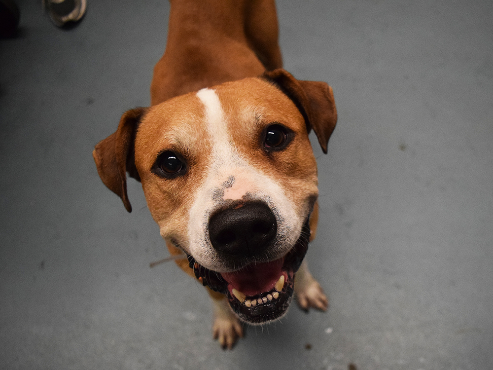 Houston's overcrowded BARC offering up bargain adoptions this weekend