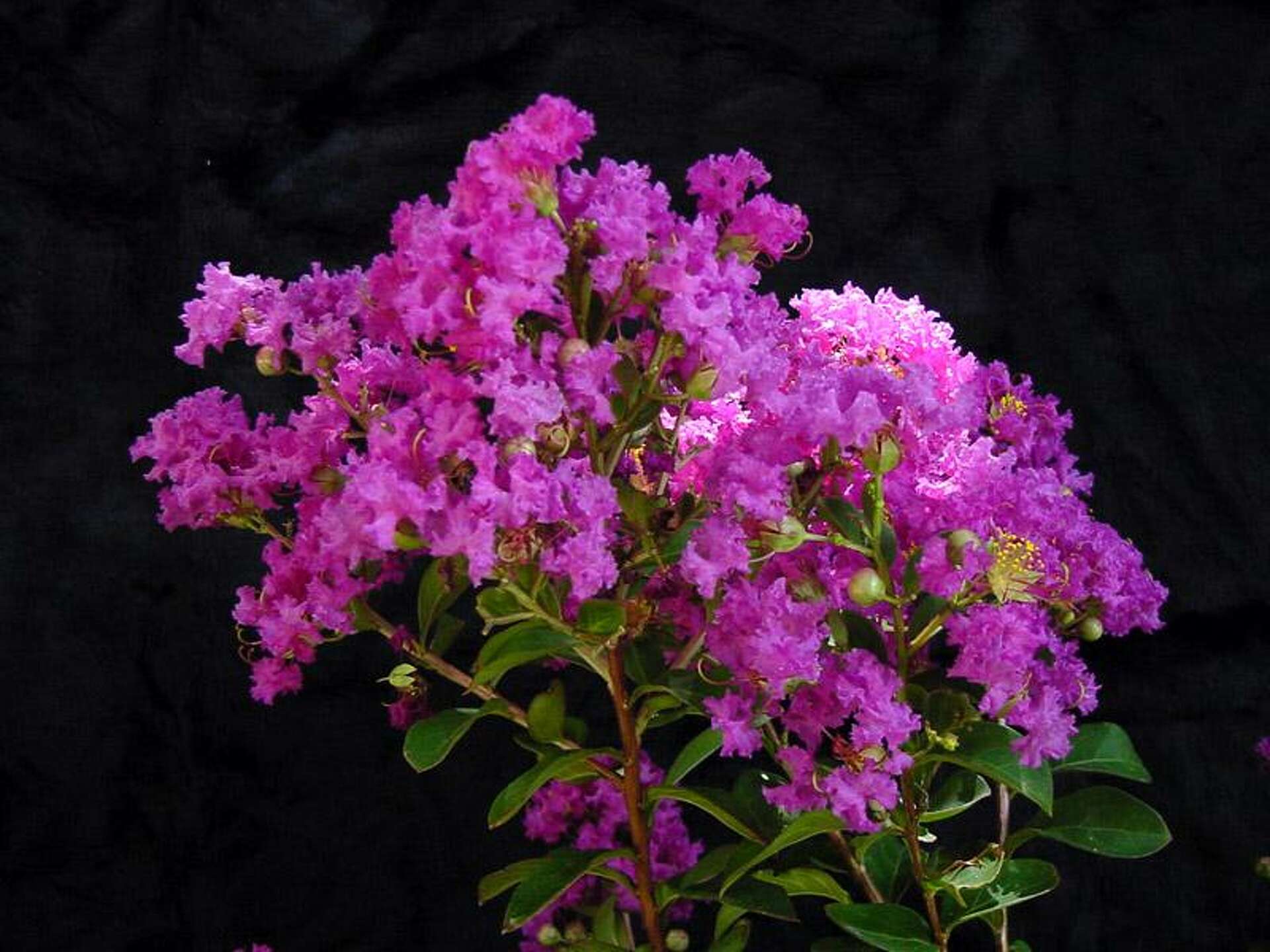 The A list of small trees perfect for Texas gardens