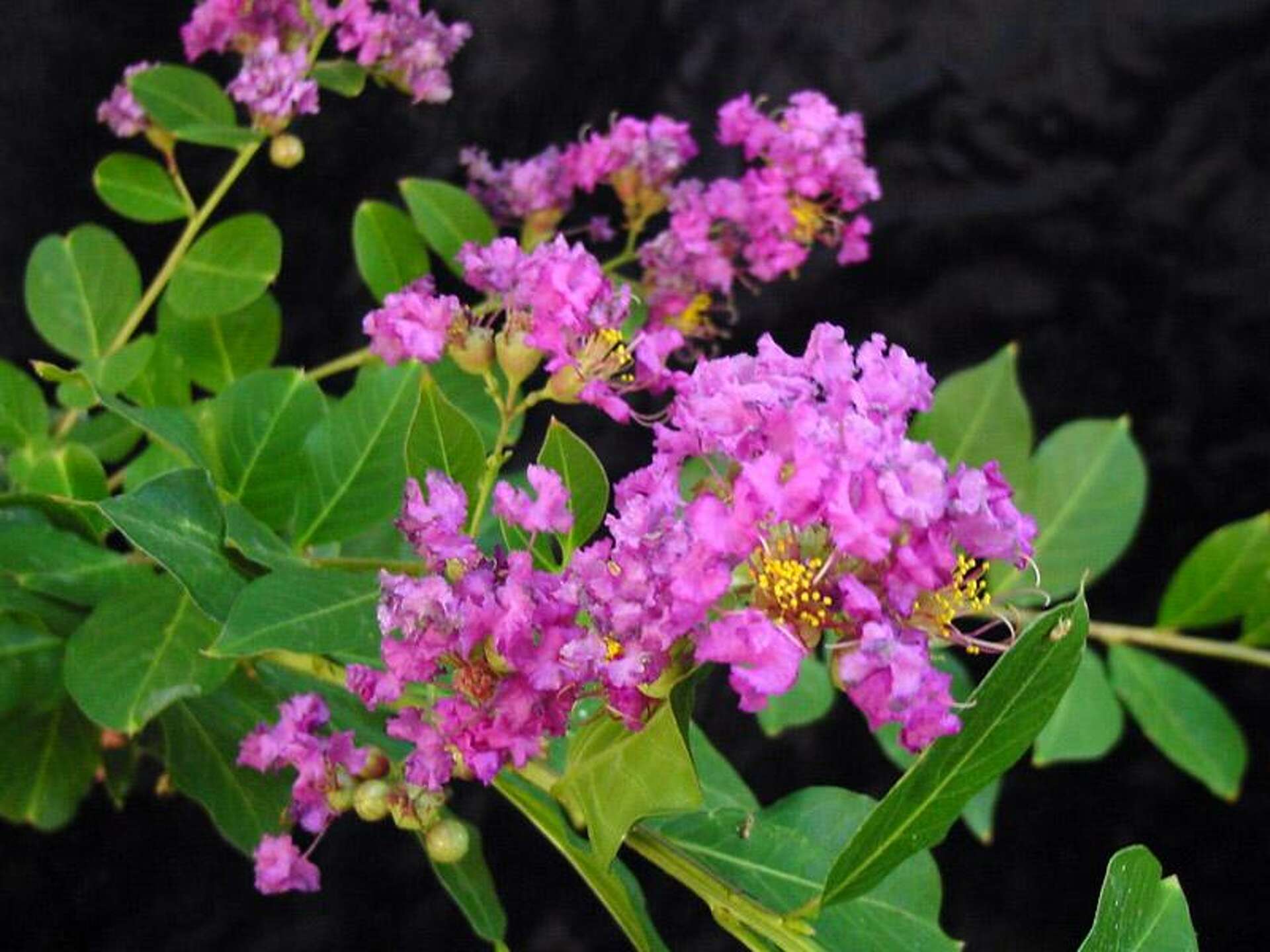 The A list of small trees perfect for Texas gardens