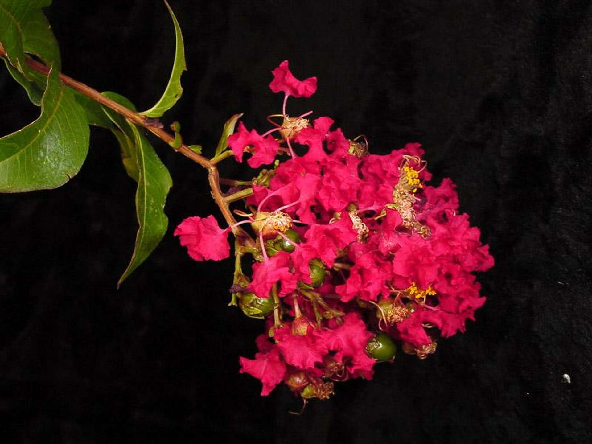 The A list of small trees perfect for Texas gardens