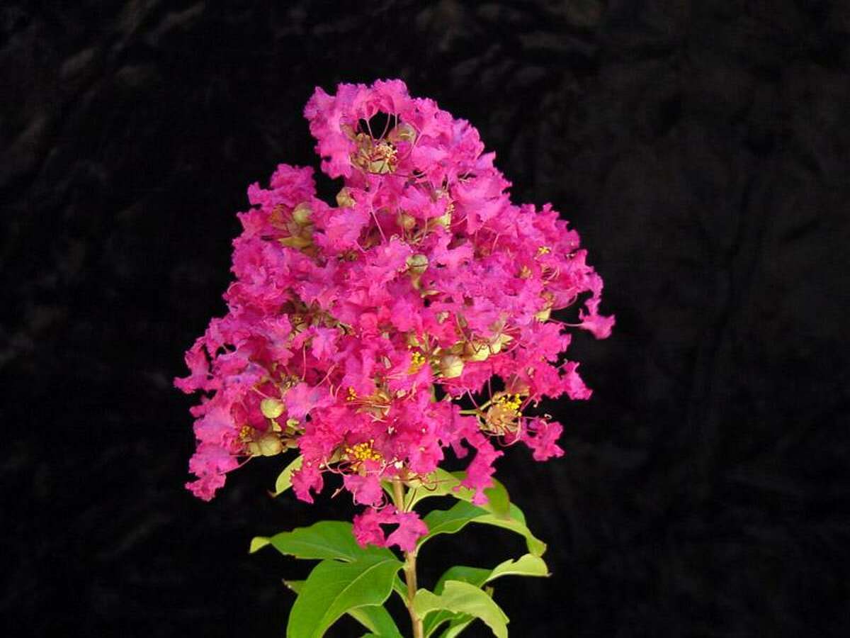 The A list of small trees perfect for Texas gardens