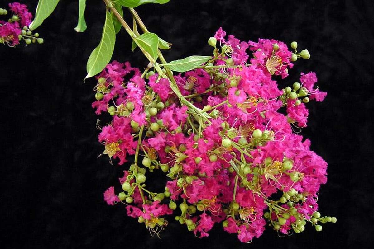 The A list of small trees perfect for Texas gardens - ExpressNews.com