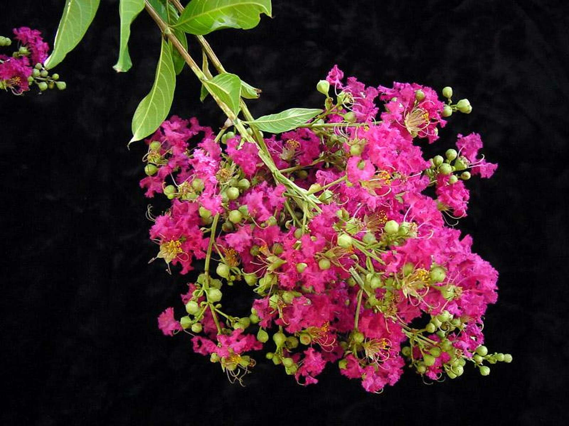 The A list of small trees perfect for Texas gardens