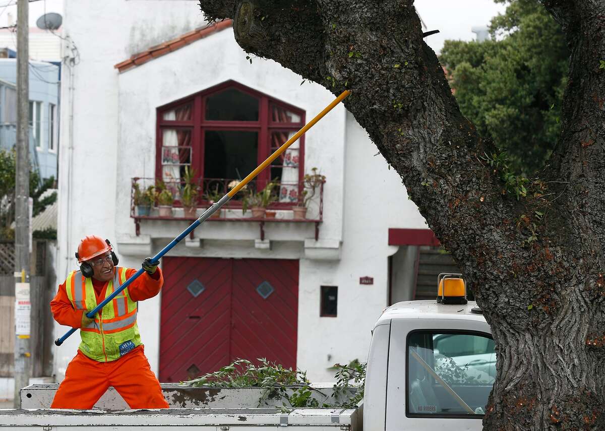 San Francisco takes back its trees, to the relief of property owners