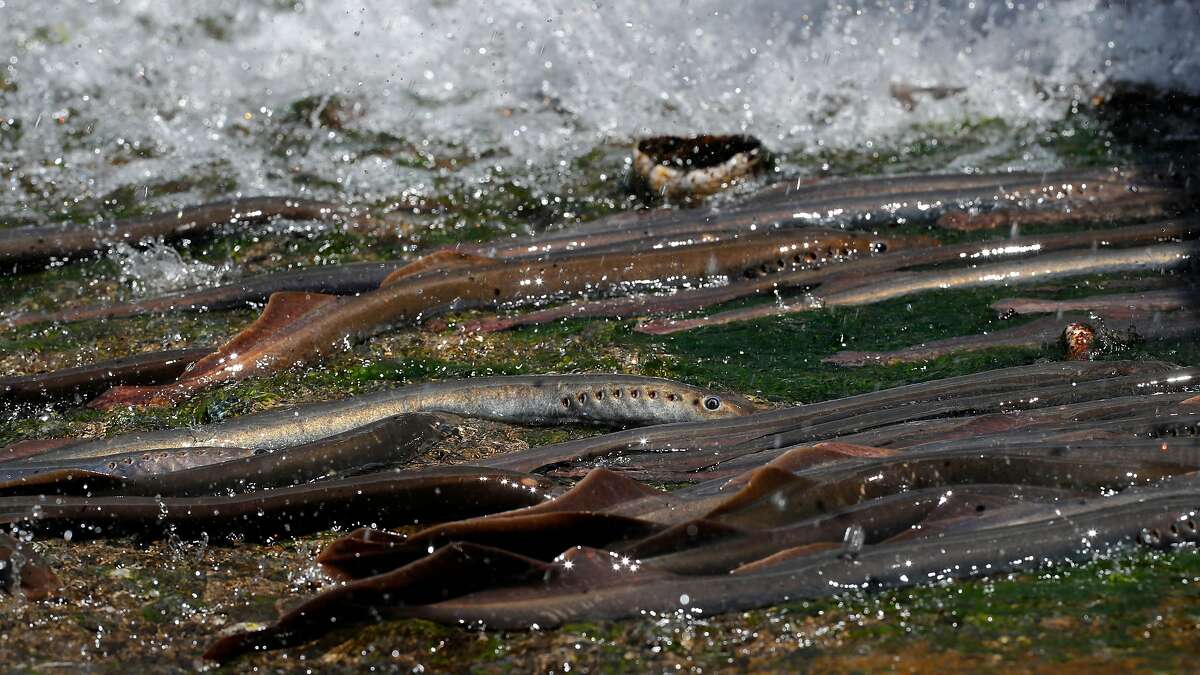 A leap in lampreys: Unlovely fish make welcome comeback