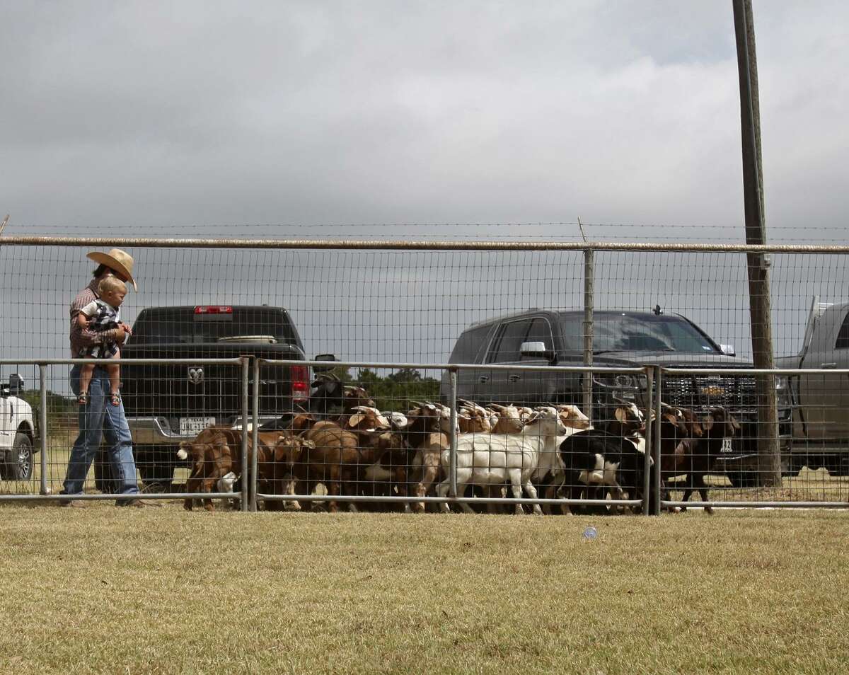 Goats are still a tradition in this Hill Country town