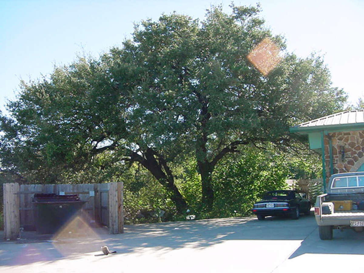 The famous trees in Texas that you can visit this summer