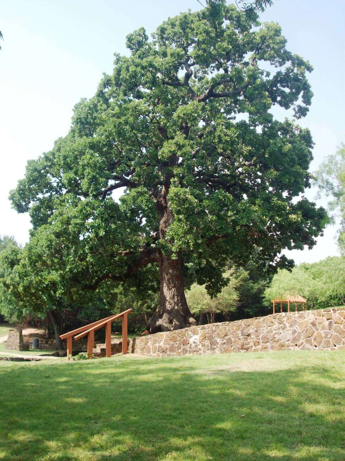 The famous trees in Texas that you can visit this summer