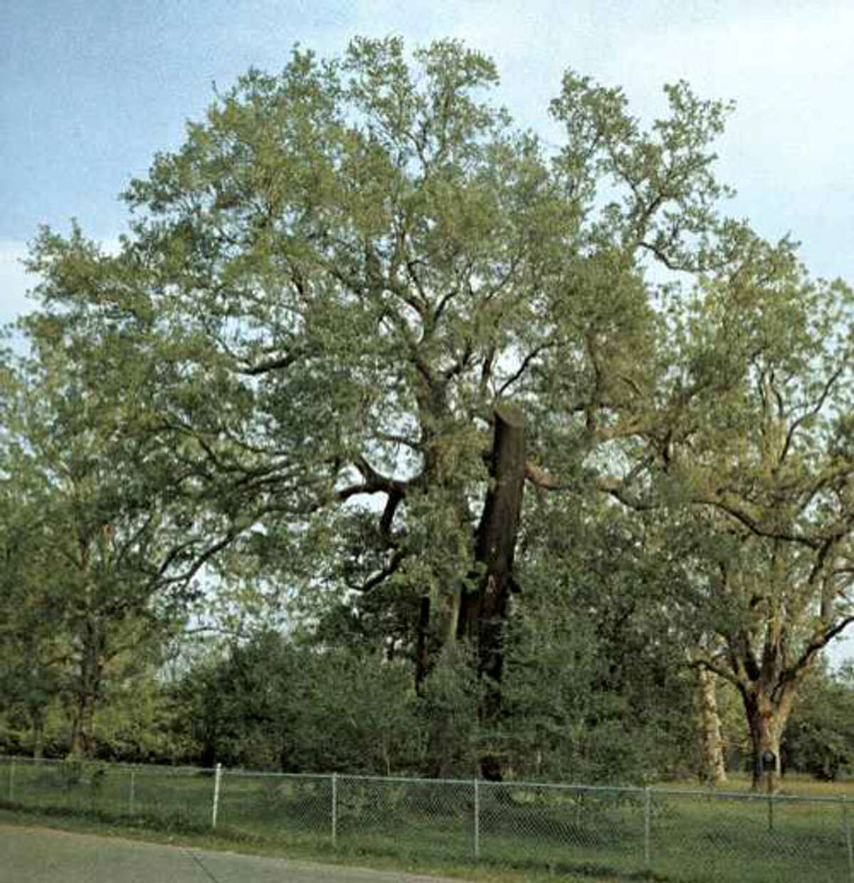 The famous trees in Texas that you can visit this summer