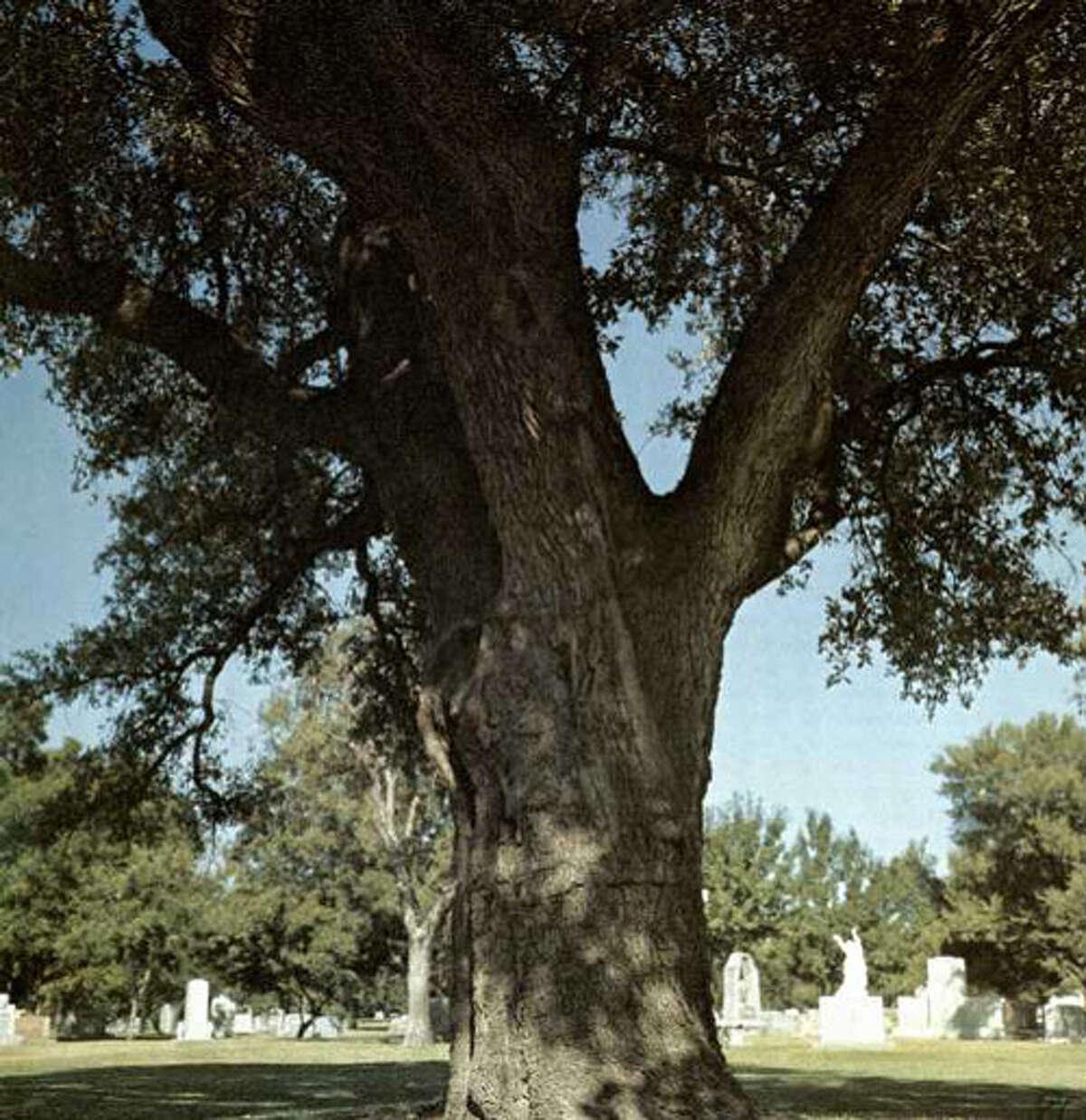 The famous trees in Texas that you can visit this summer
