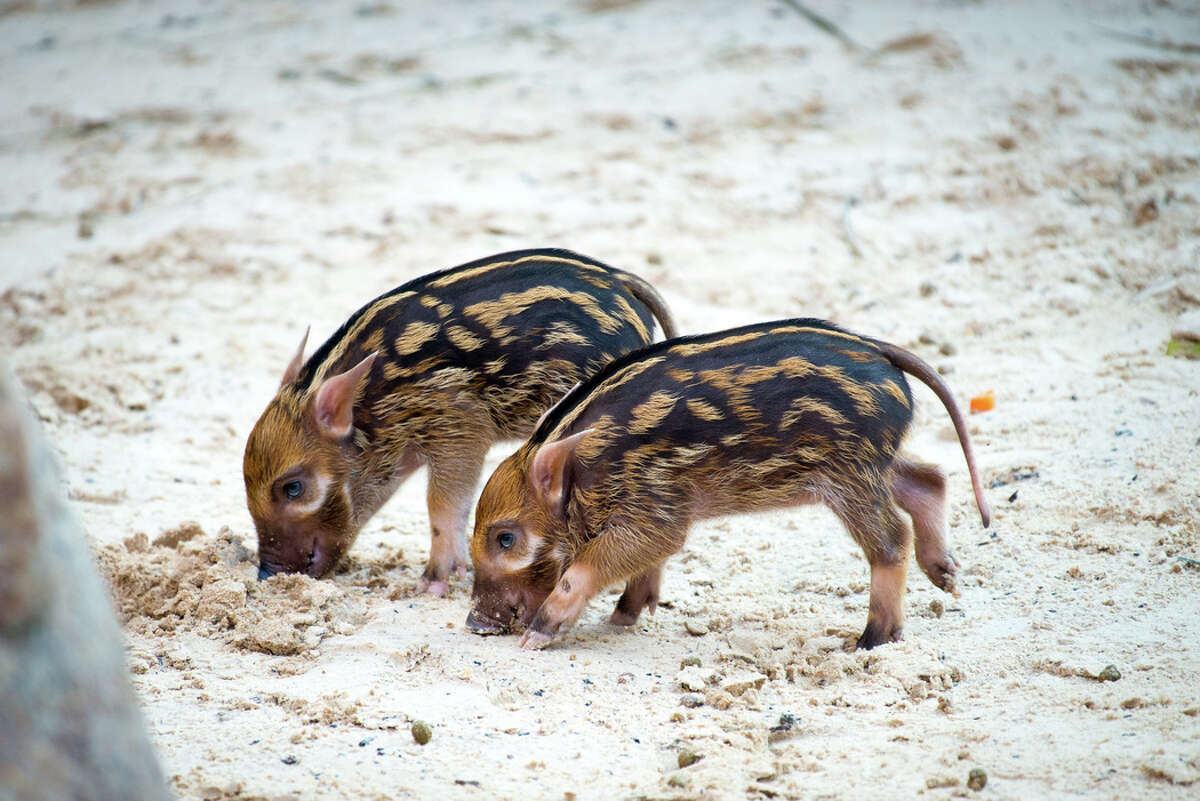 Houston Zoo announces the births of a slew of new animals on site