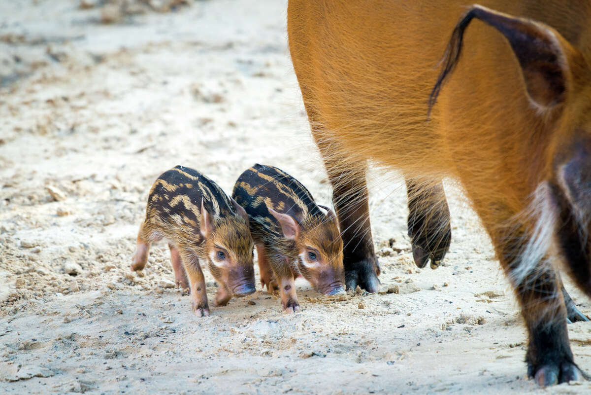 Houston Zoo announces the births of a slew of new animals on site