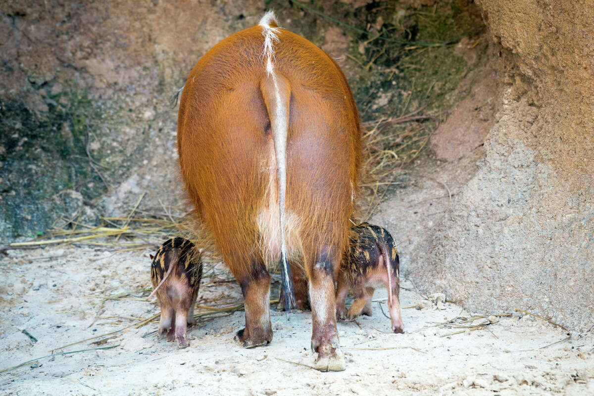 Houston Zoo announces the births of a slew of new animals on site