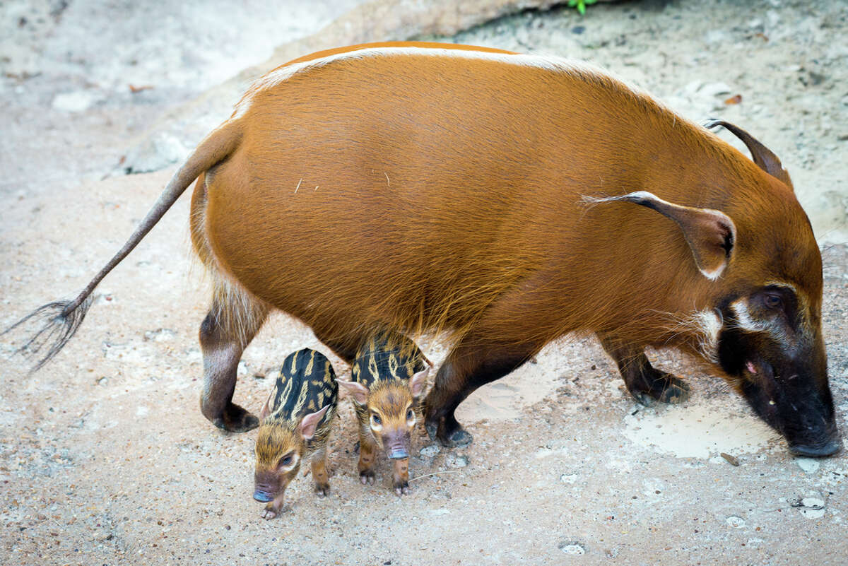 Houston Zoo announces the births of a slew of new animals on site