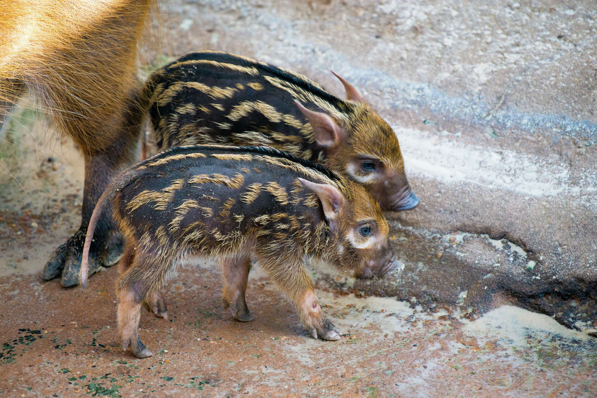 Houston Zoo announces the births of a slew of new animals on site