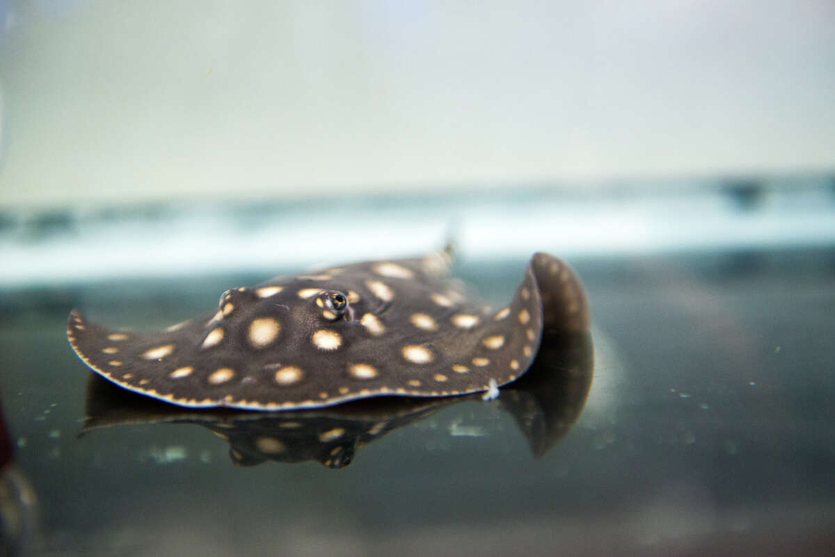 Houston Zoo announces the births of a slew of new animals on site