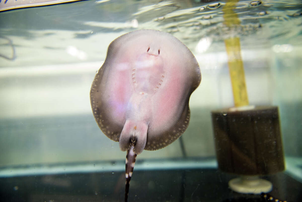 Houston Zoo announces the births of a slew of new animals on site