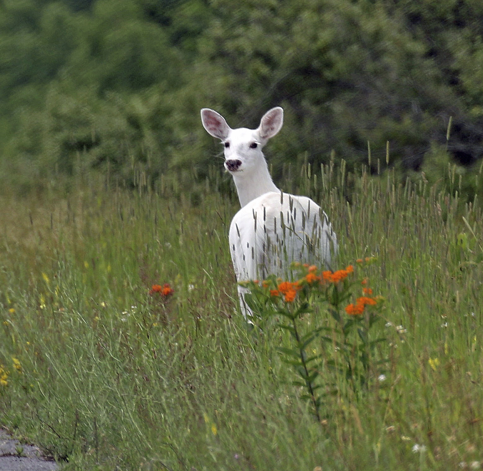 Rare deer now tour draw