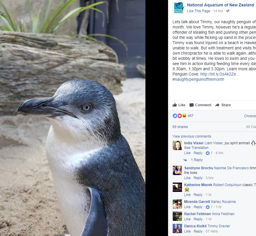 This aquarium just shamed its adorable 'naughty' penguin