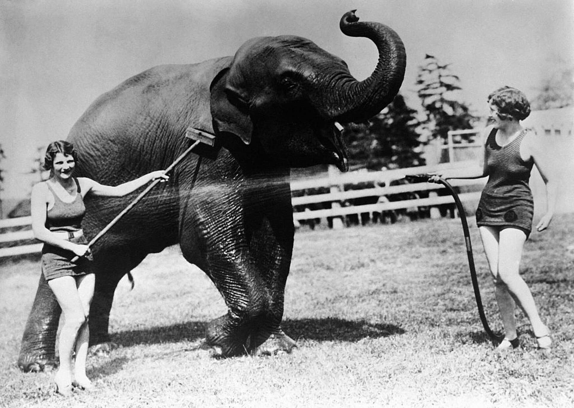 110 years ago: Elephant escapes, runs wild through amusement park in ...