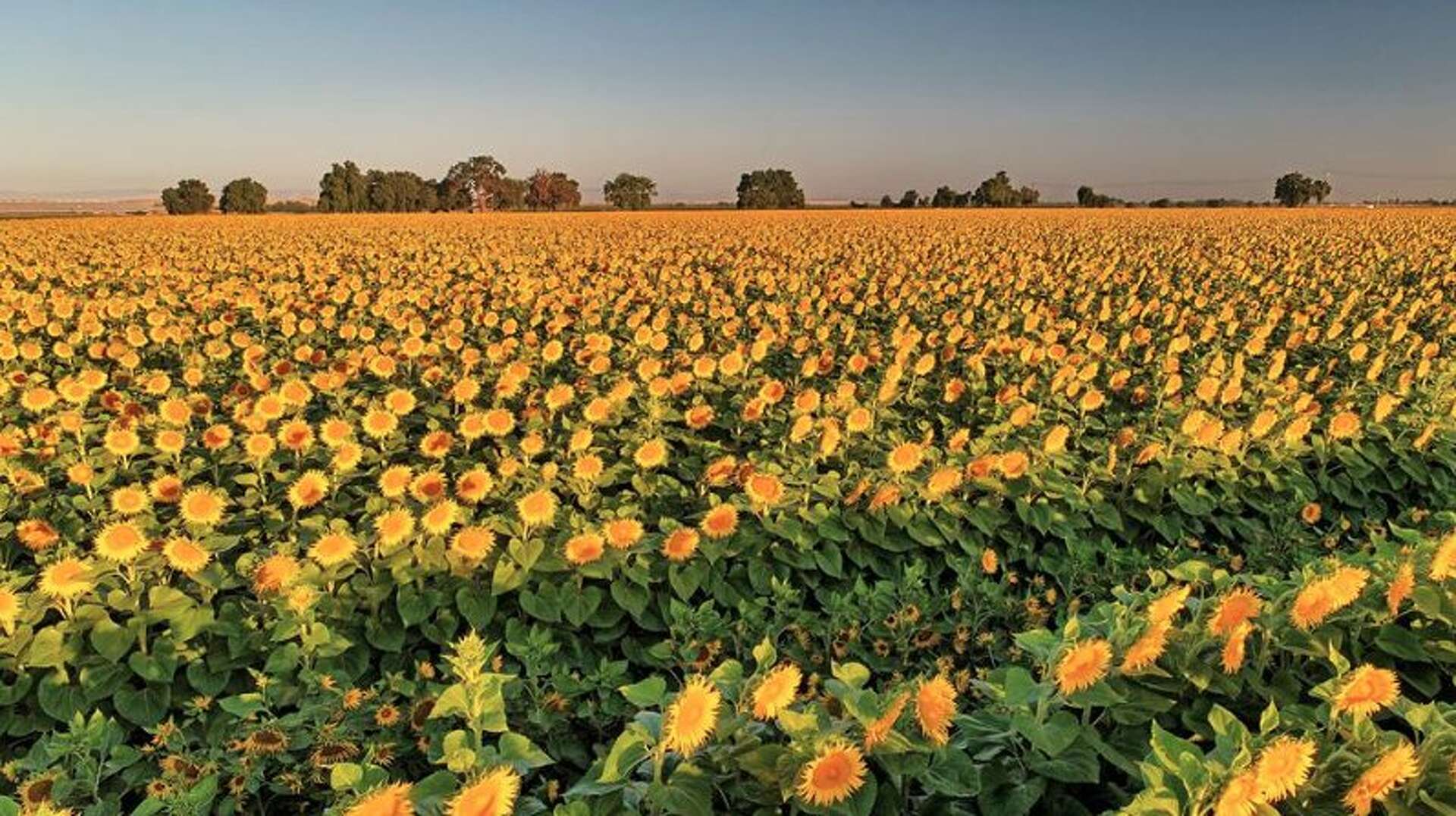 Drone video: Take a flight over the Sacramento Valley sunflower fields ...