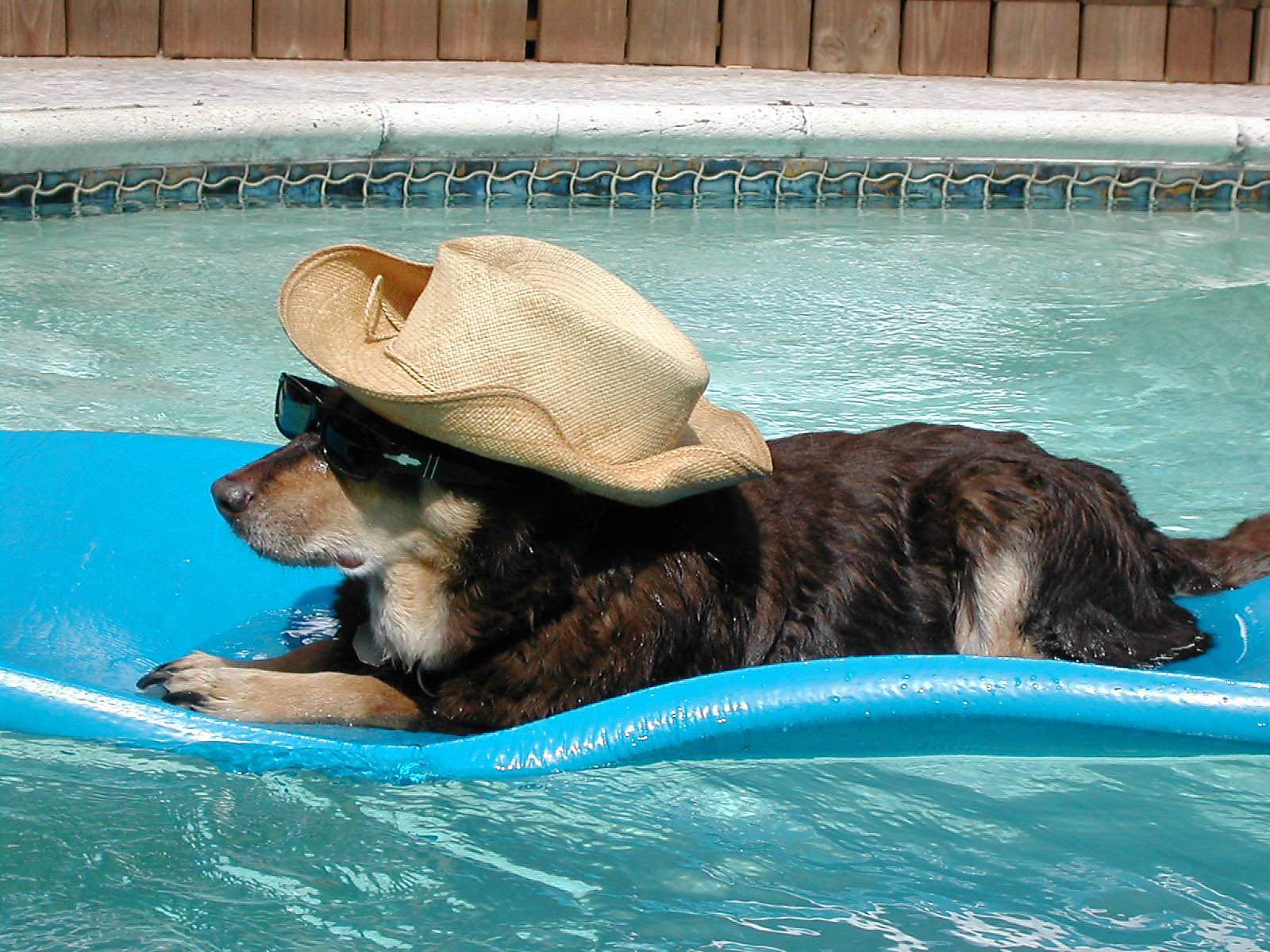 Tips To Keep Pets Safe During Dangerous Weather