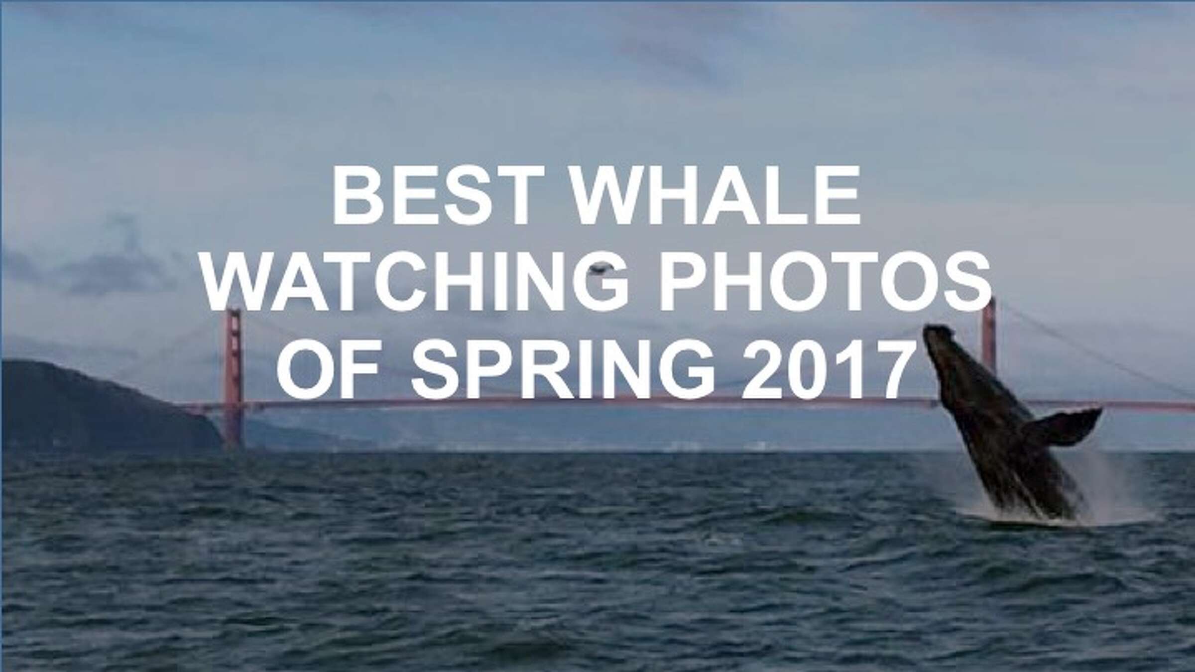 'Most mysterious of all whales': Rare, weird-looking whales spotted off ...