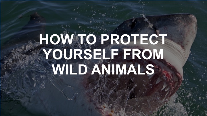 How to protect yourself from wild animal attacks