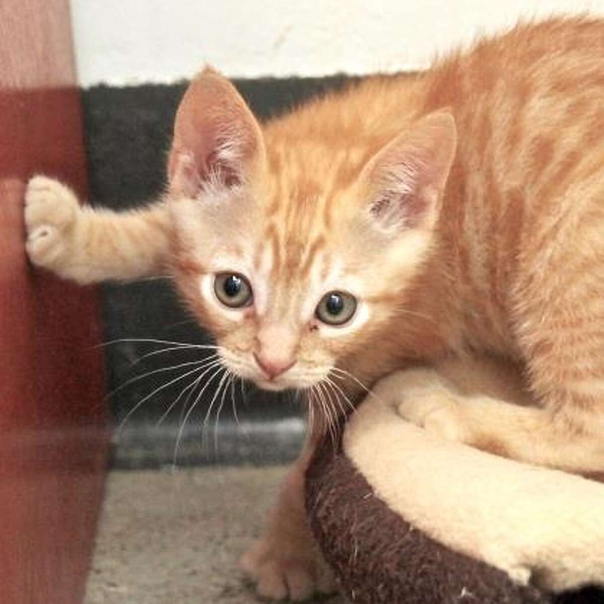 SF SPCA 'flooded' with kittens, offering 2-for-1 promotion on cat ...