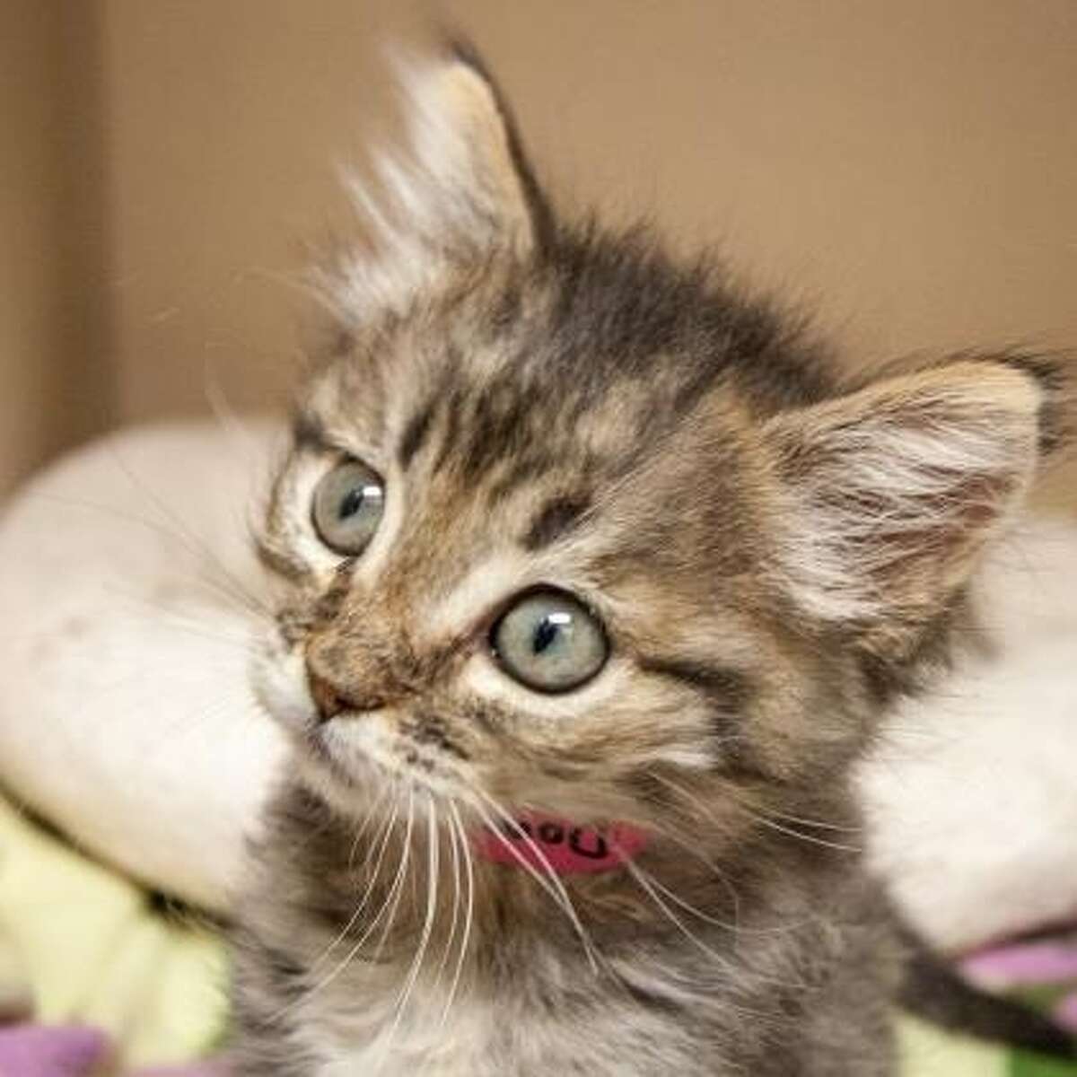 SF SPCA 'flooded' with kittens, offering 2-for-1 promotion on cat ...