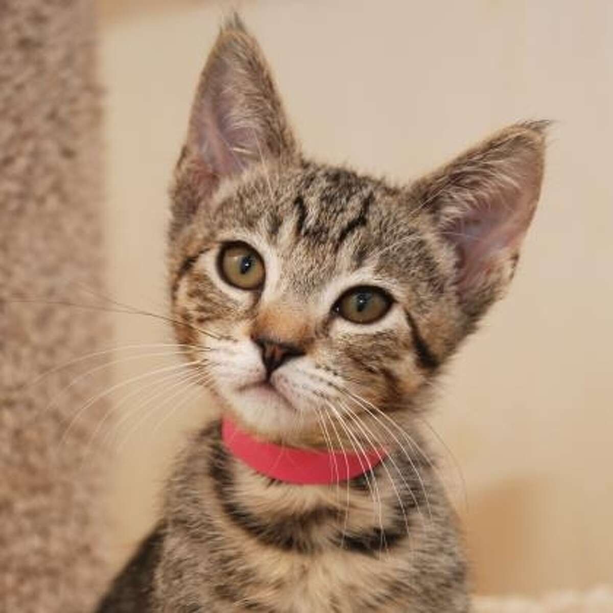 SF SPCA 'flooded' with kittens, offering 2-for-1 promotion on cat ...