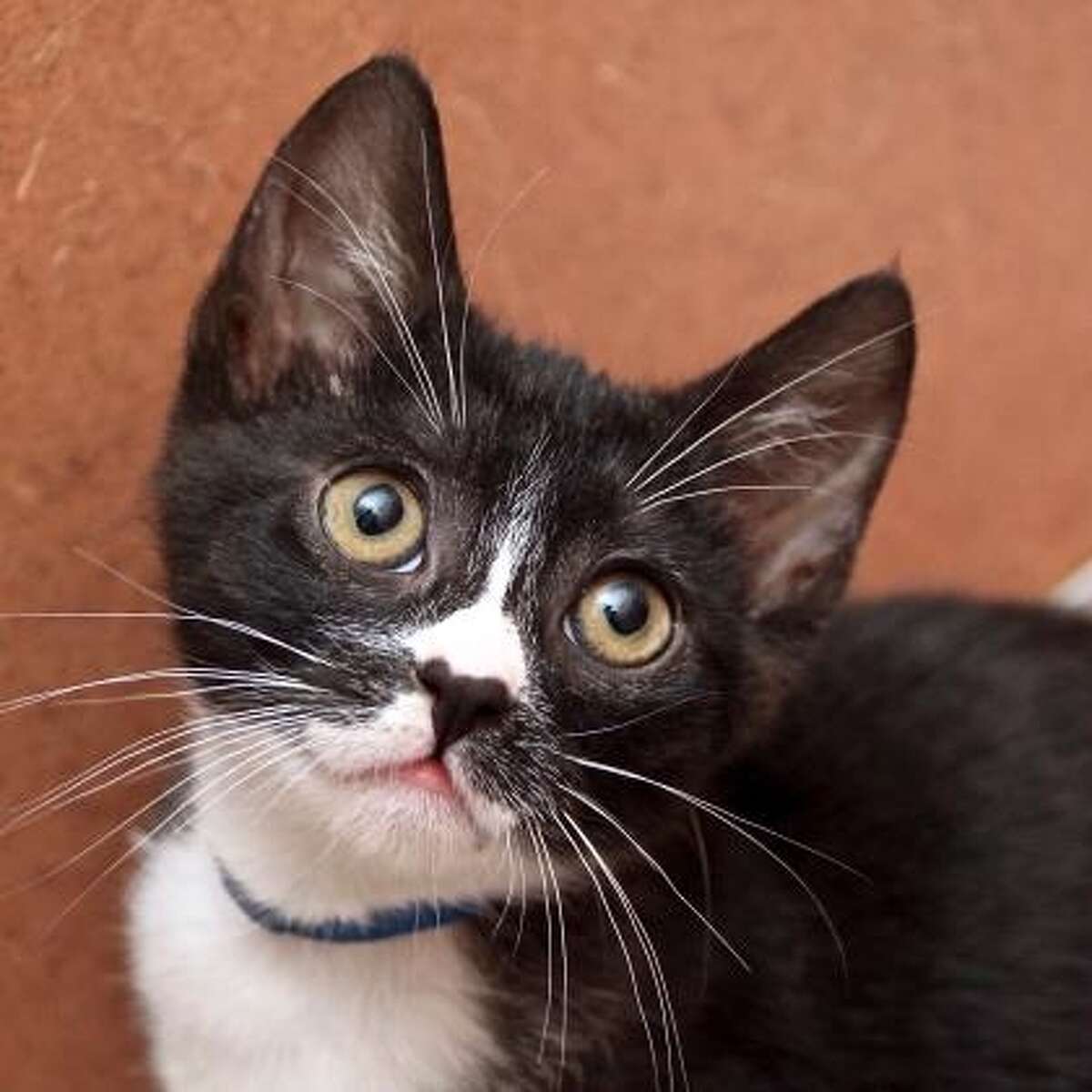 SF SPCA 'flooded' with kittens, offering 2-for-1 promotion on cat ...