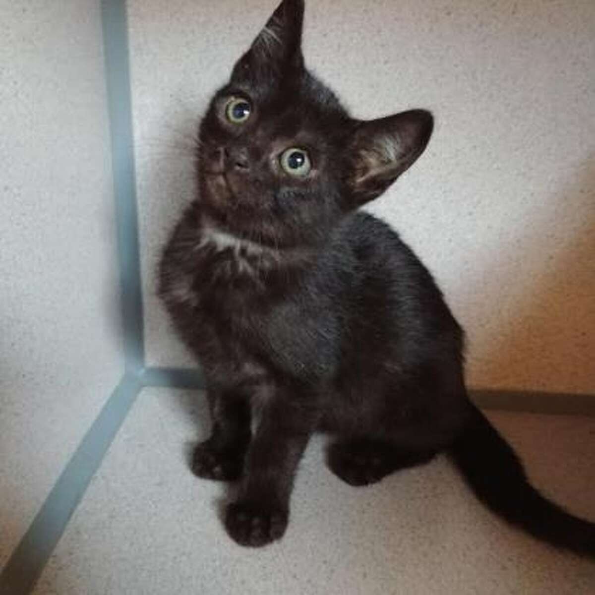 SF SPCA 'flooded' with kittens, offering 2-for-1 promotion on cat ...