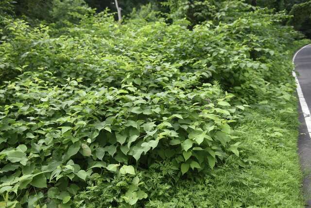 Invasive plants to look out for this spring in Connecticut