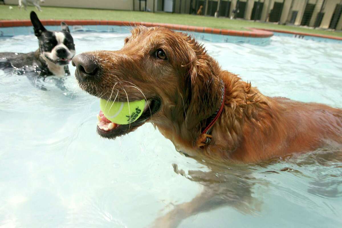 10-plus tips to keep your dog Spot swimming safely