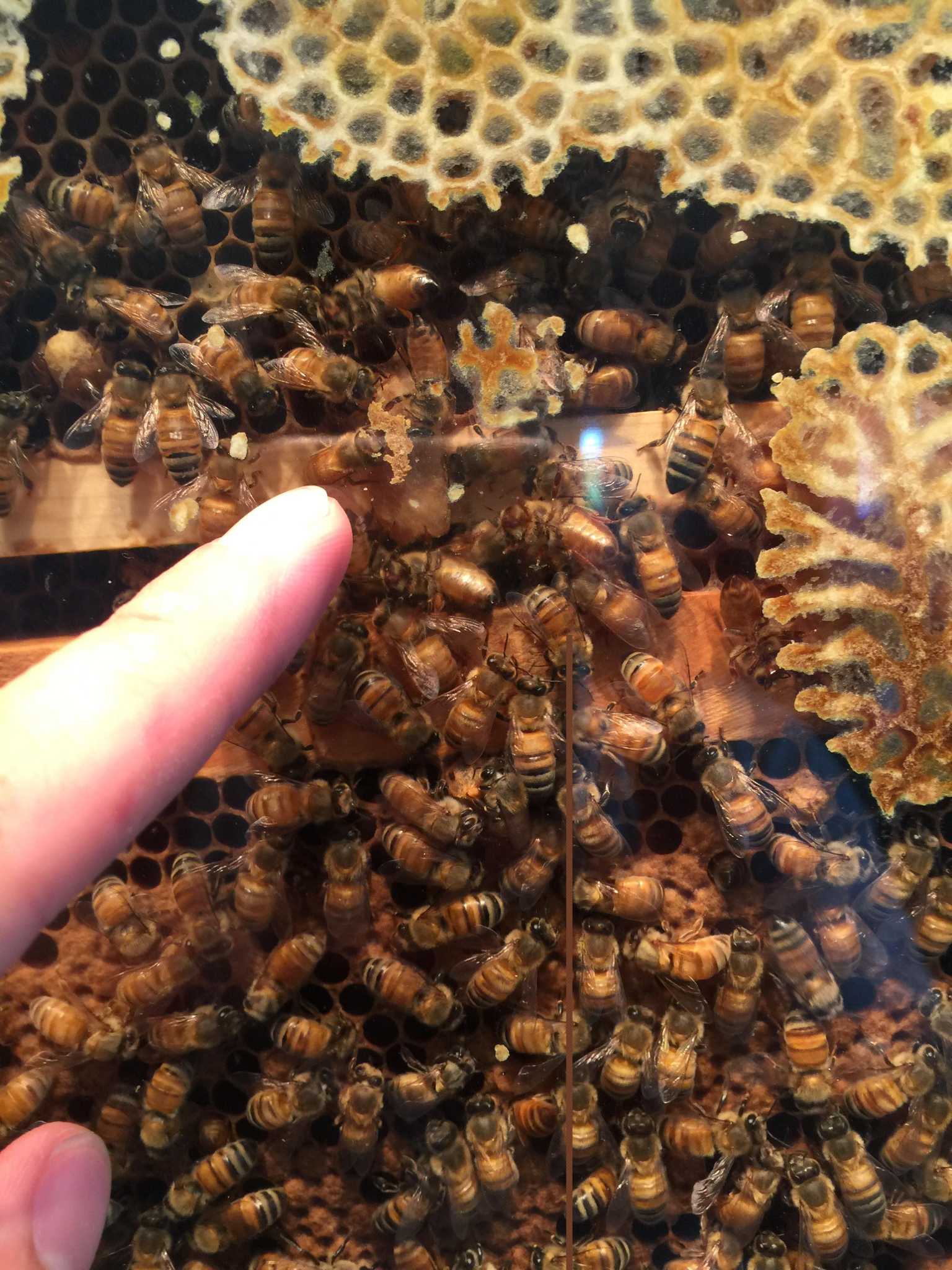 Bees spotlighted at Greenwich Audubon Honey Harvest