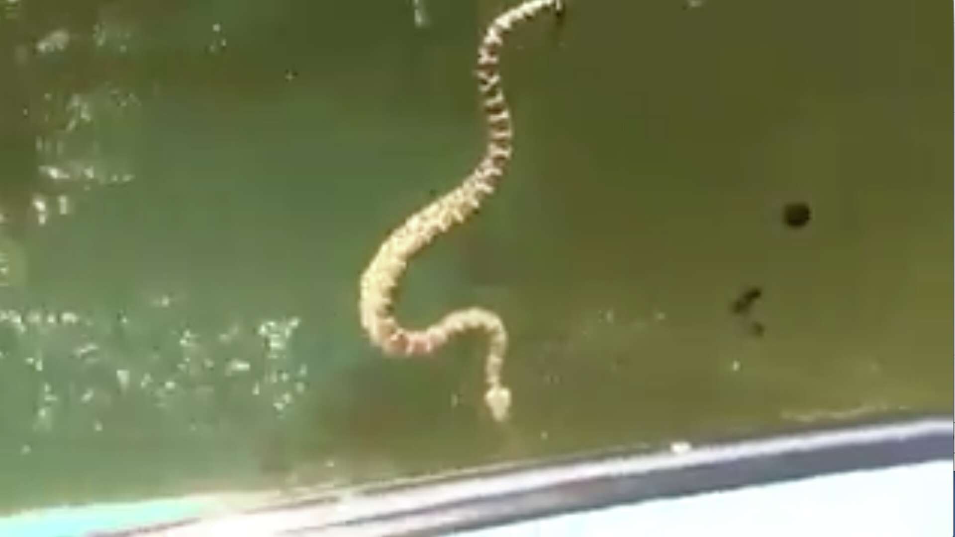 Wild video shows determined rattlesnake slithering aboard boat in ...