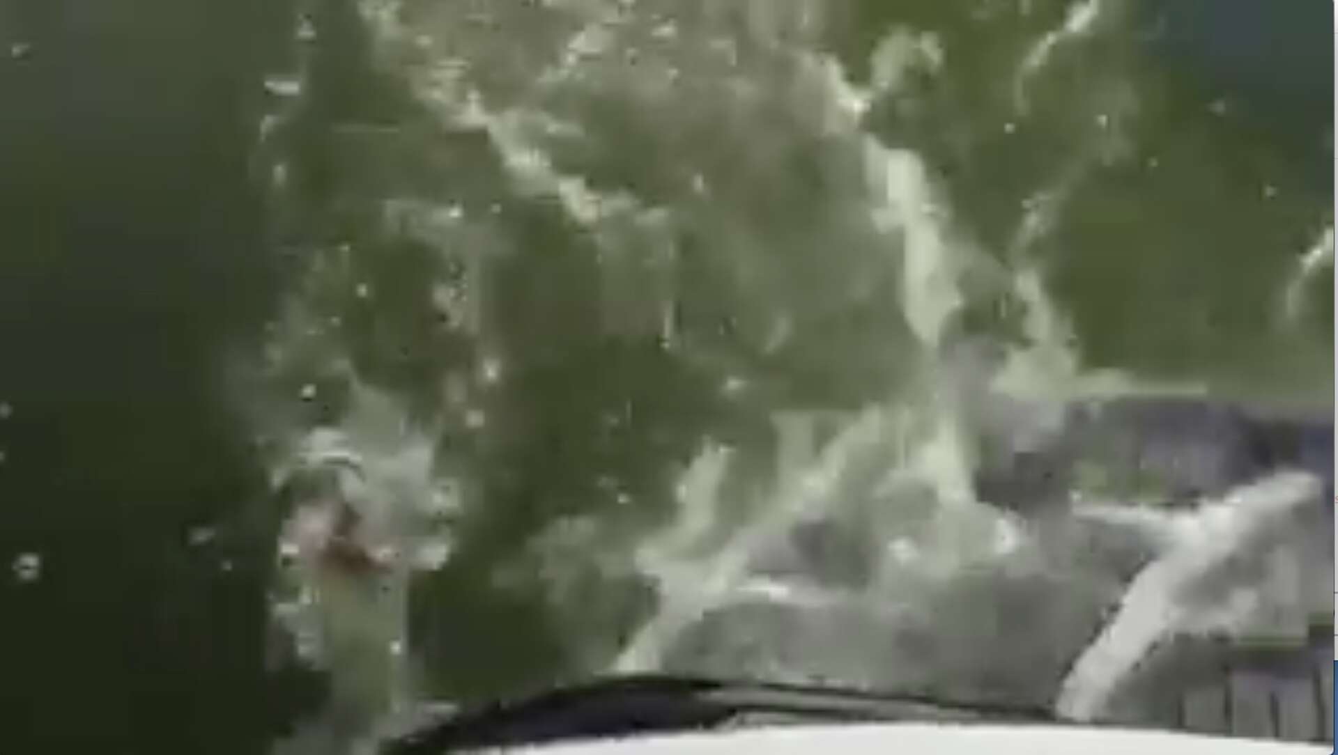 Wild video shows determined rattlesnake slithering aboard boat in ...