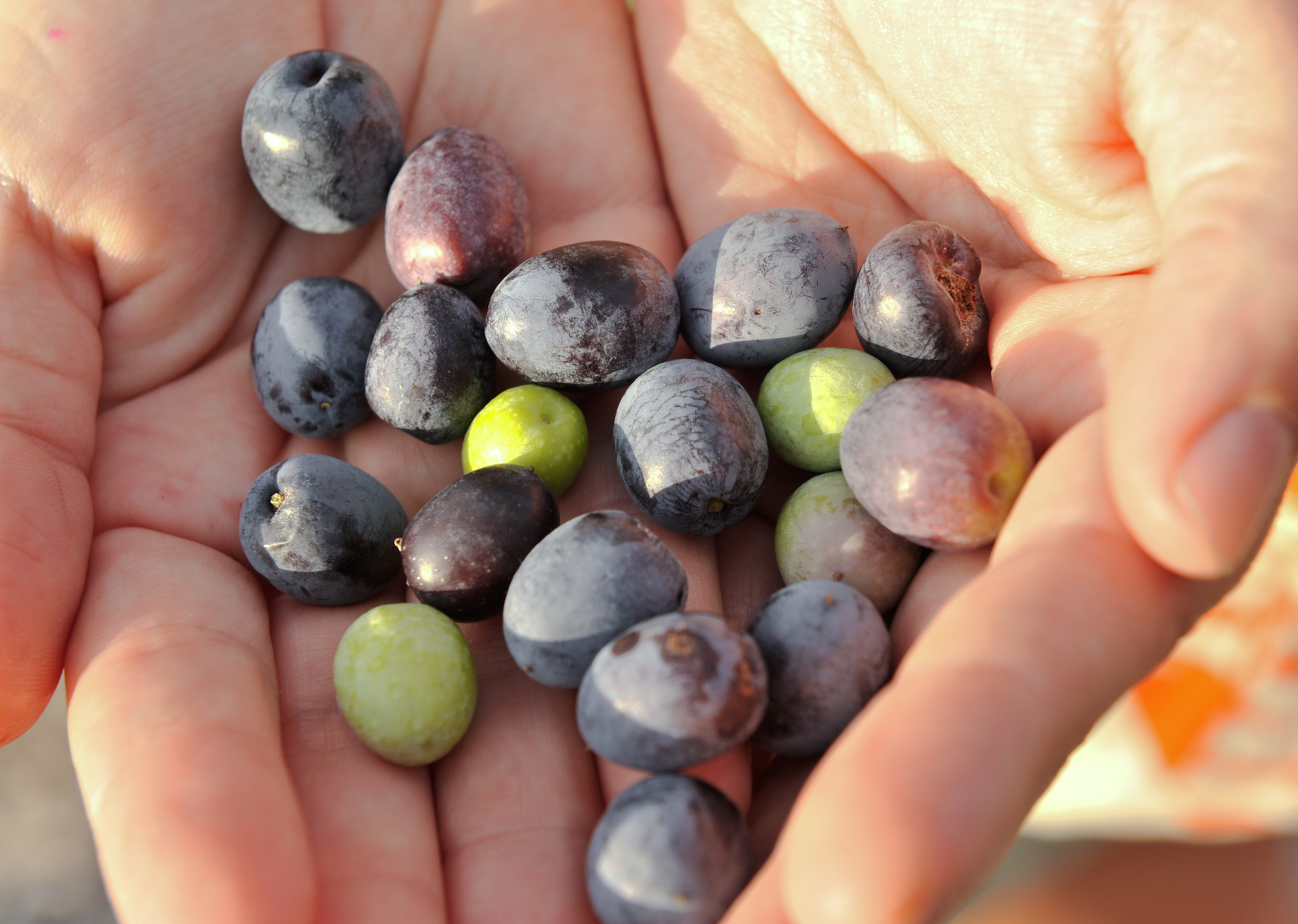 Lone Star State olive pioneers pressing a new Texas oil