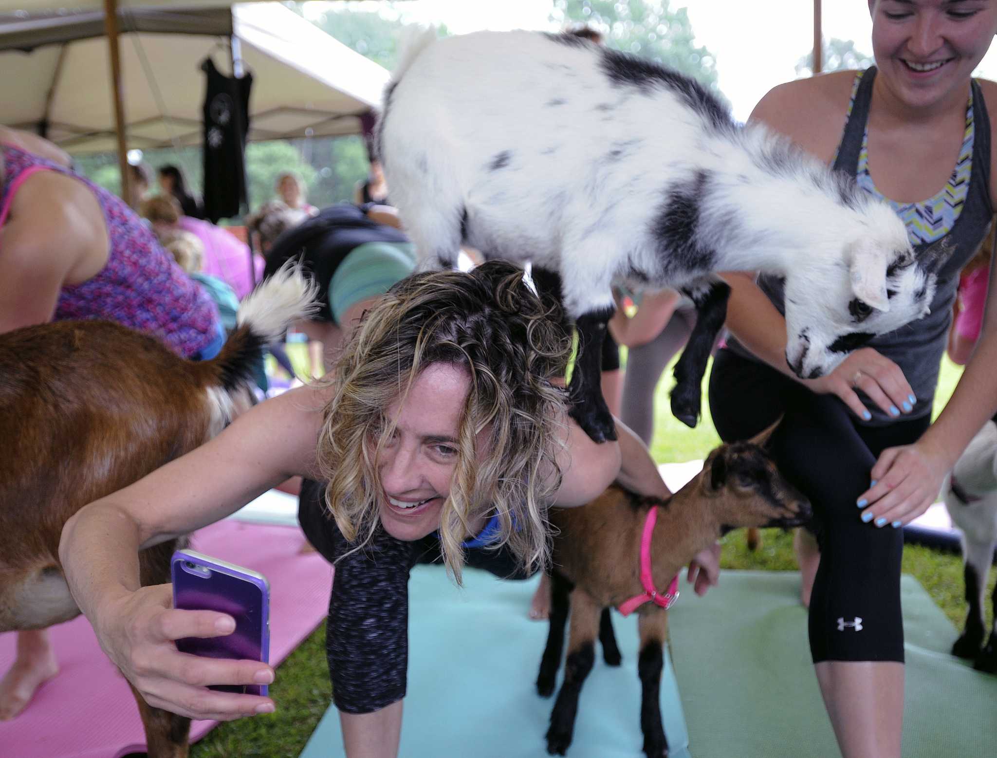 Photos: Goat yoga something a little bit different