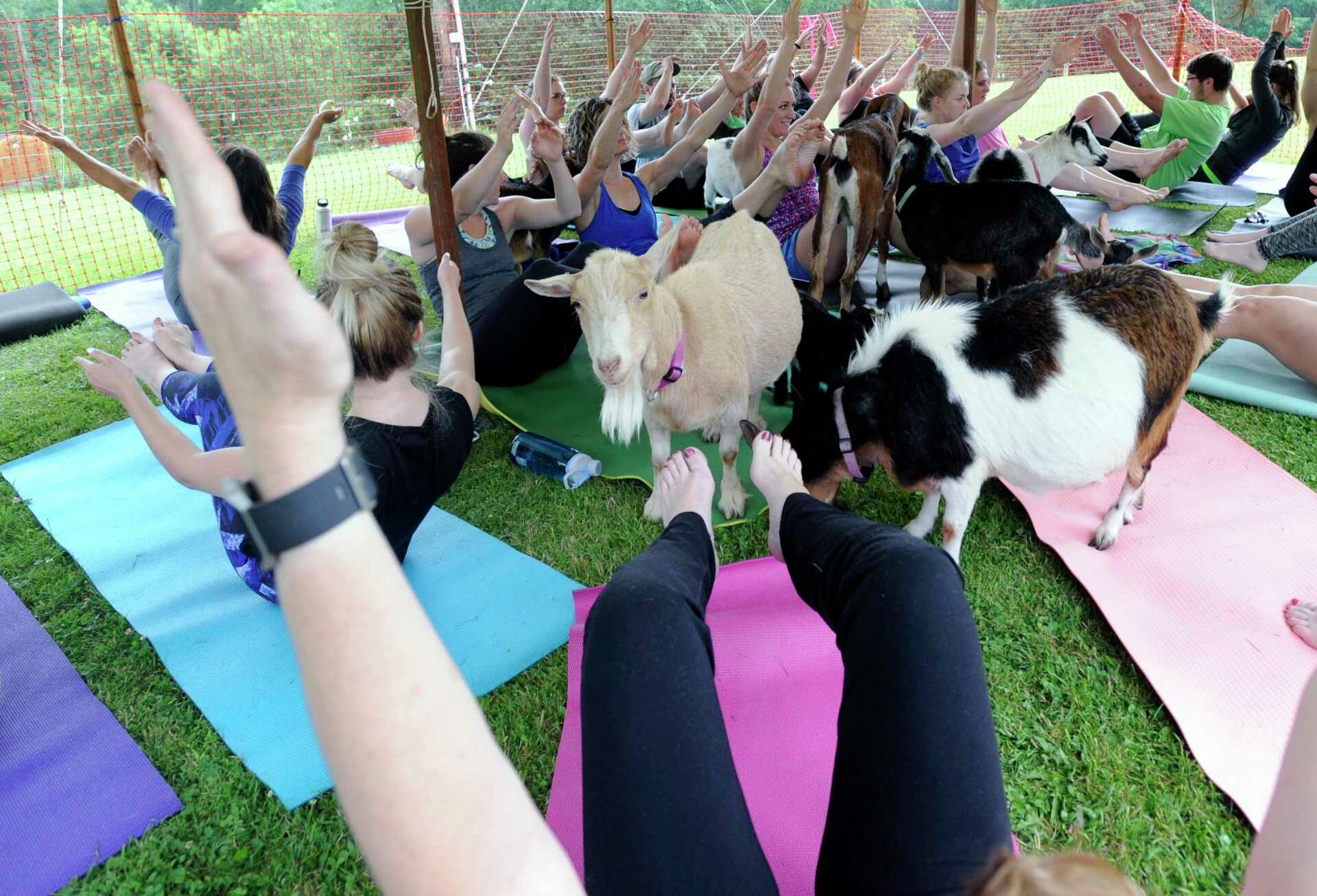 Photos: Goat yoga something a little bit different