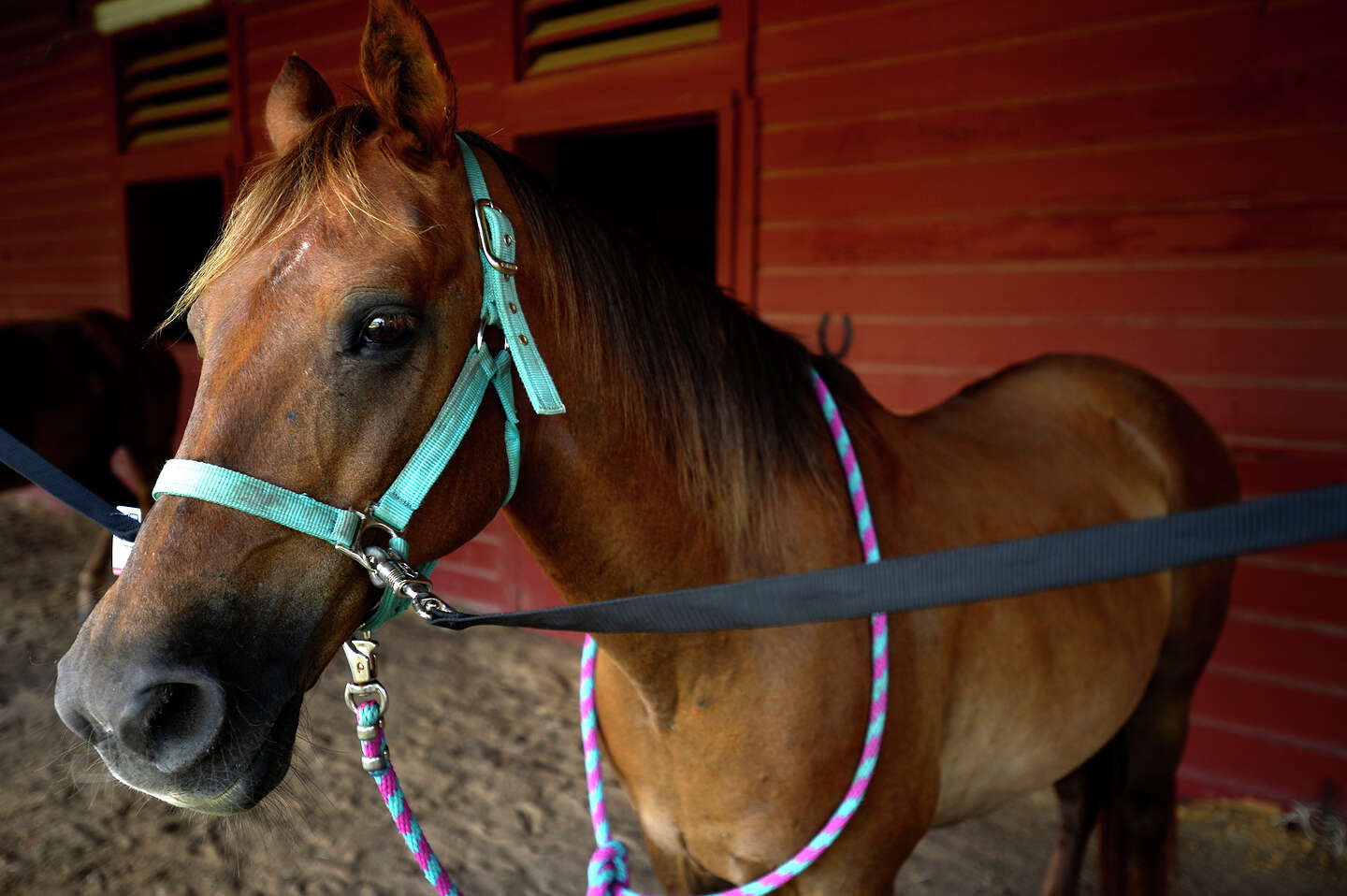 Photos: Riders take to the ring at Tyrrell Park Stables