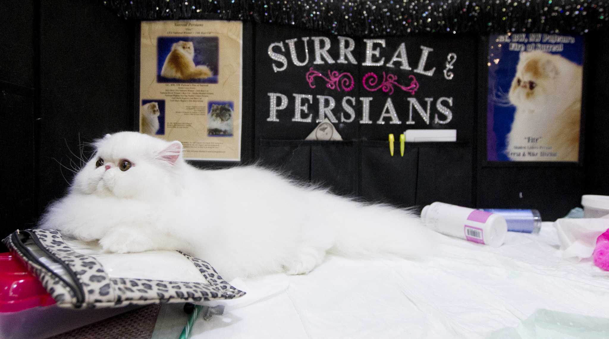 Cat show attendance grows in Conroe
