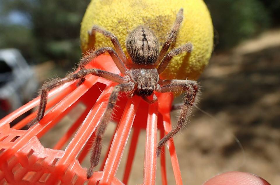 Expect a spike in spiders this season, expert says