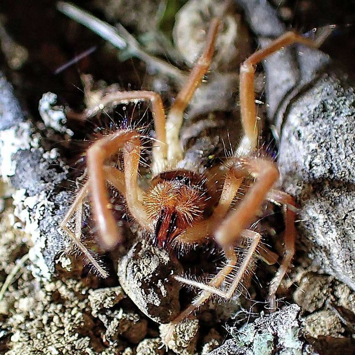 Expect a spike in spiders this season, expert says