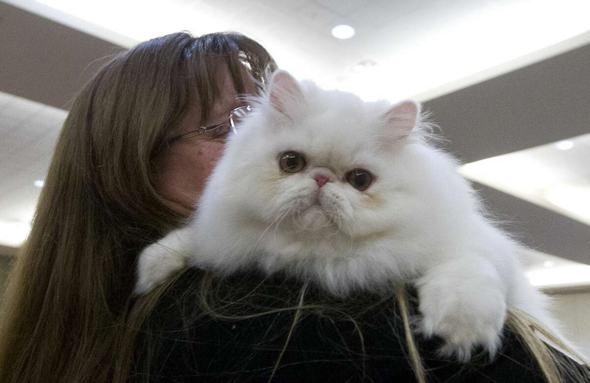 Cat show attendance grows in Conroe
