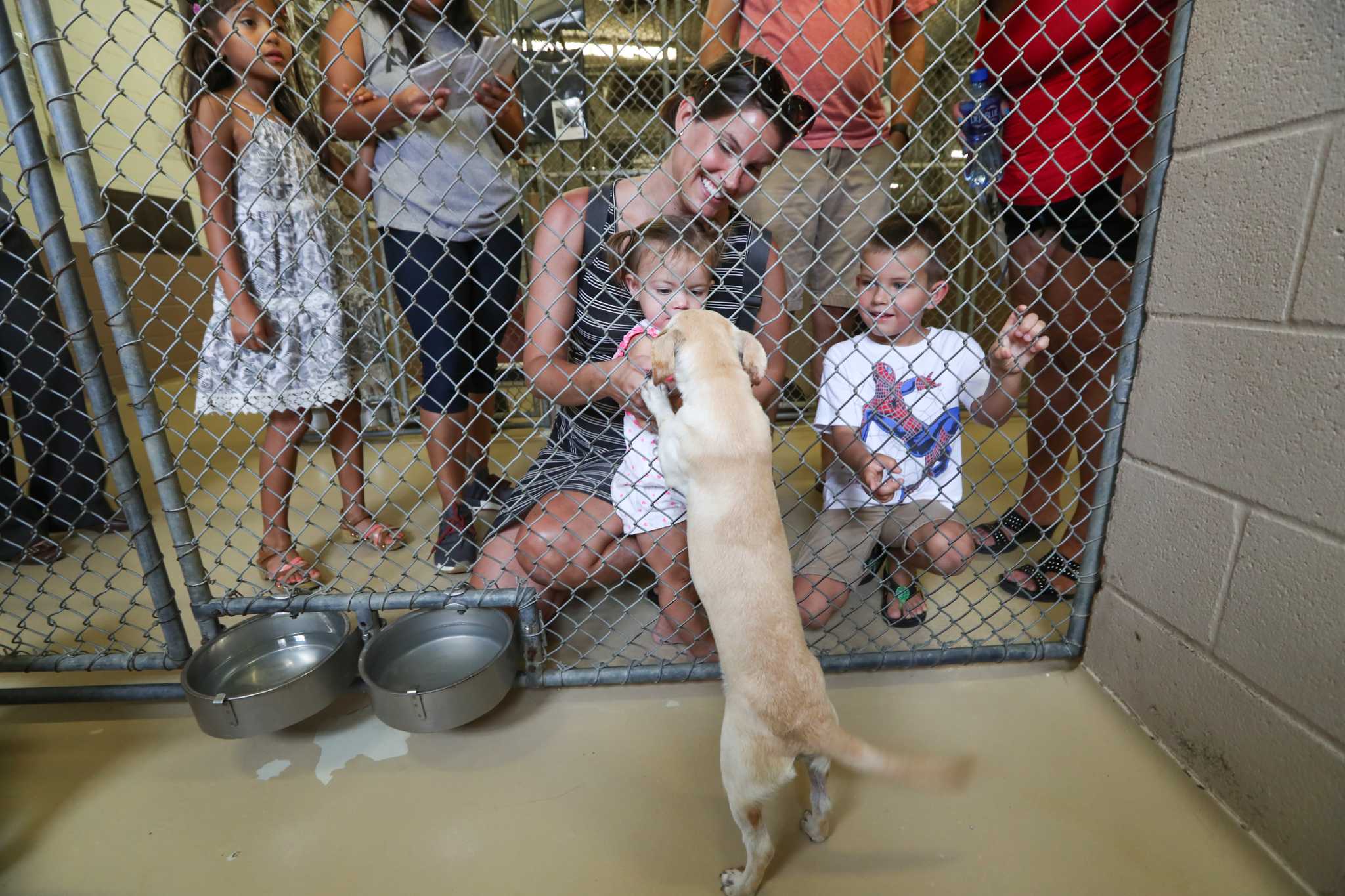 Houston community shows up to rescue 59 puppies released to animal ...