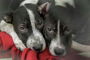 Things to know about 52 Hoover Crips, the gang linked to suspects in ...